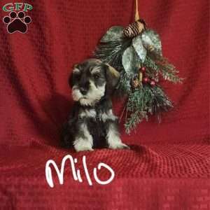 Miniature Schnauzer Puppies for Sale | Greenfield Puppies