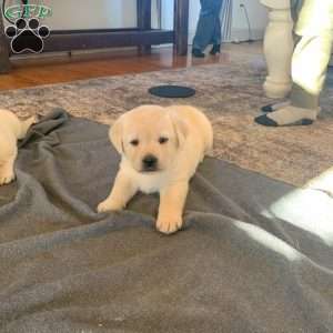 Yellow Labrador Retriever Puppies For Sale - Greenfield Puppies