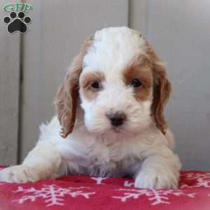 Cockapoo Puppies for Sale - Greenfield Puppies