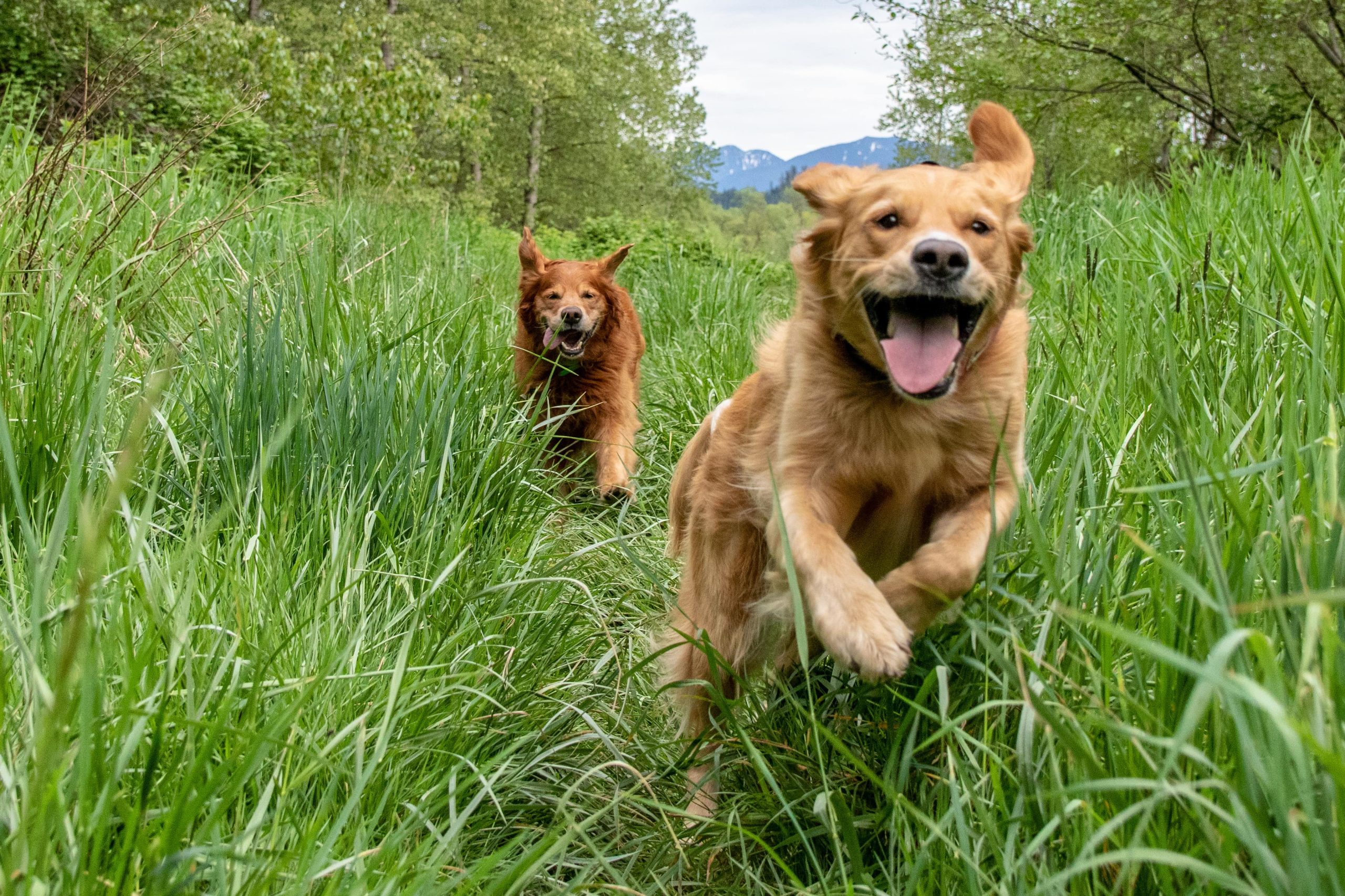 Why Dogs Pee When Excited or Scared (And How to Stop It) - GFP