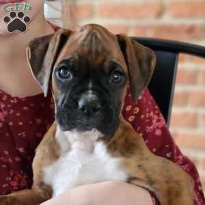 Boxer Puppies For Sale - Greenfield Puppies
