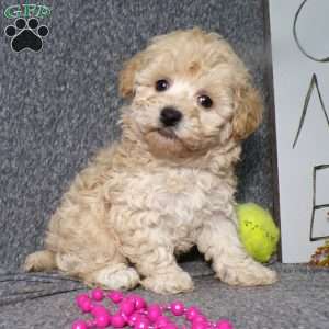 Havapoo Puppies For Sale - Greenfield Puppies