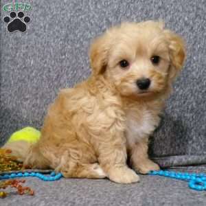 Havapoo Puppies For Sale - Greenfield Puppies