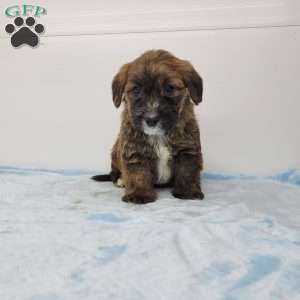 Jack-A-Poo Puppies For Sale - Greenfield Puppies