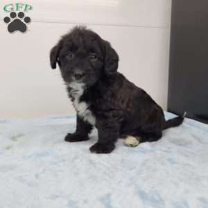 Jack-A-Poo Puppies For Sale - Greenfield Puppies