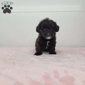 Jack-A-Poo Puppies For Sale - Greenfield Puppies