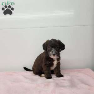 Jack-A-Poo Puppies For Sale - Greenfield Puppies