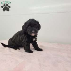 Jack-A-Poo Puppies For Sale - Greenfield Puppies