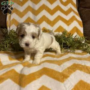 Cockapoo Puppies for Sale - Greenfield Puppies