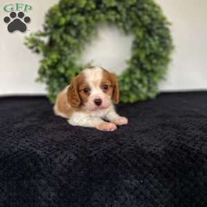 Emily Yoder - Greenfield Puppies