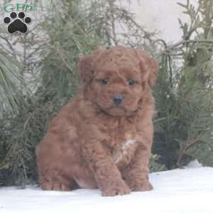Mini Labradoodle Puppies For Sale - Greenfield Puppies