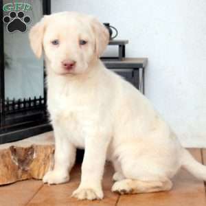 Yellow Labrador Retriever Puppies For Sale - Greenfield Puppies