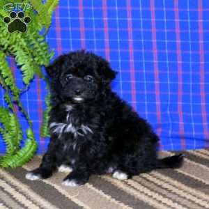 Pomapoo Puppies For Sale | Greenfield Puppies