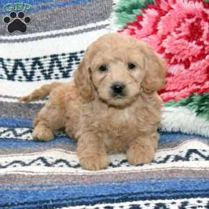Cockapoo Puppies for Sale - Greenfield Puppies