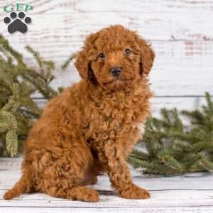Cavapoo Puppies For Sale - Greenfield Puppies