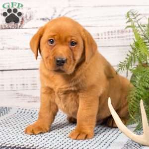 Fox Red Labrador Retriever Puppies for Sale - Greenfield Puppies
