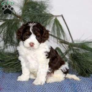 Cockapoo Puppies for Sale - Greenfield Puppies