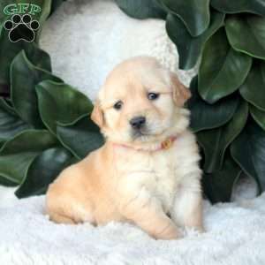 Sam Stoltzfus - Greenfield Puppies