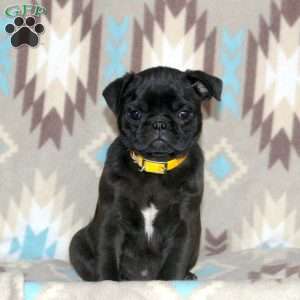 Pug Puppies For Sale - Greenfield Puppies