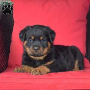 Rottweiler Puppies For Sale - Greenfield Puppies
