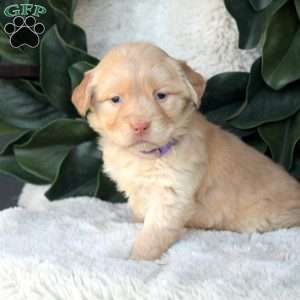 Sam Stoltzfus - Greenfield Puppies