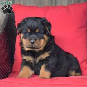 Rottweiler Puppies For Sale - Greenfield Puppies
