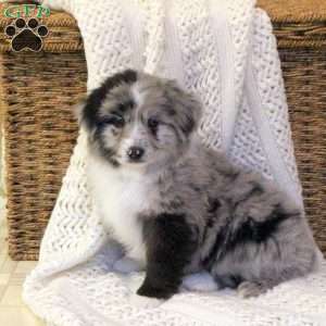 Miniature Australian Shepherd Puppies For Sale - GFP
