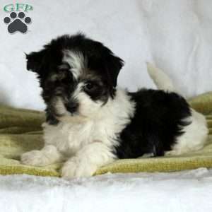 Havapoo Puppies For Sale - Greenfield Puppies