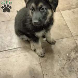 Larry Hare - Greenfield Puppies