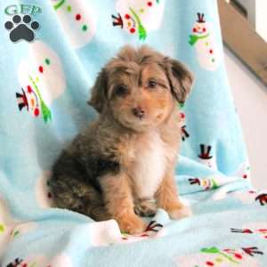 Sam Beiler - Greenfield Puppies