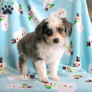 Sam Beiler - Greenfield Puppies