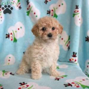 Sam Beiler - Greenfield Puppies