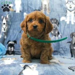 Cavapoo Puppies For Sale - Greenfield Puppies