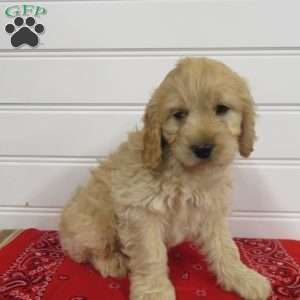 Cockapoo Puppies for Sale - Greenfield Puppies