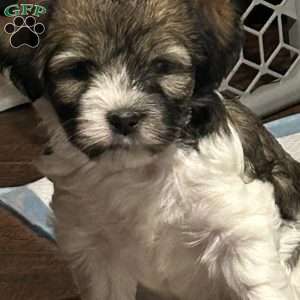 Havanese Puppies For Sale - Greenfield Puppies