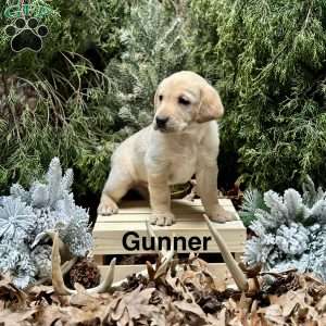 Yellow Labrador Retriever Puppies For Sale - Greenfield Puppies
