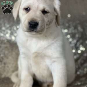Abner Zook - Greenfield Puppies
