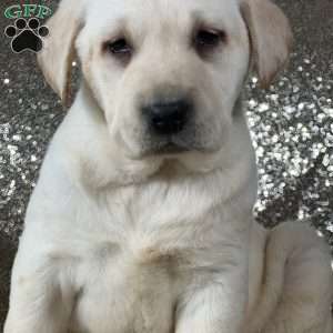 Yellow Labrador Retriever Puppies For Sale - Greenfield Puppies