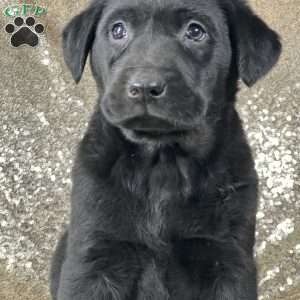 Black Labrador Retriever Puppies For Sale - Greenfield Puppies