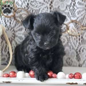 Yorkie Poo Puppies For Sale - Greenfield Puppies