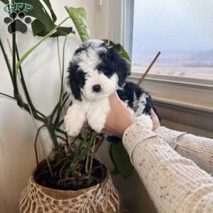 Cockapoo Puppies for Sale - Greenfield Puppies