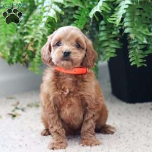 Cockapoo Puppies for Sale - Greenfield Puppies
