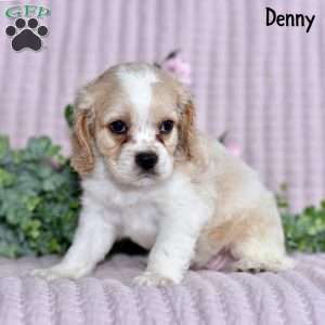 Cockalier Puppies For Sale | Greenfield Puppies