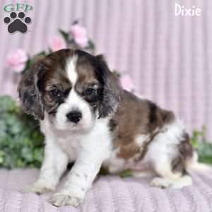 Cockalier Puppies For Sale | Greenfield Puppies