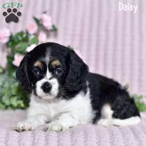 Cockalier Puppies For Sale | Greenfield Puppies