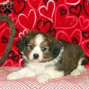 Cavapom Puppies For Sale | Greenfield Puppies