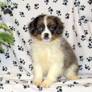 Cavapom Puppies For Sale | Greenfield Puppies