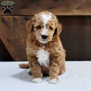 Raymond Lapp - Greenfield Puppies