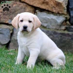 Yellow Labrador Retriever Puppies For Sale - Greenfield Puppies