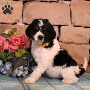 Springerdoodle Puppies for Sale | Greenfield Puppies